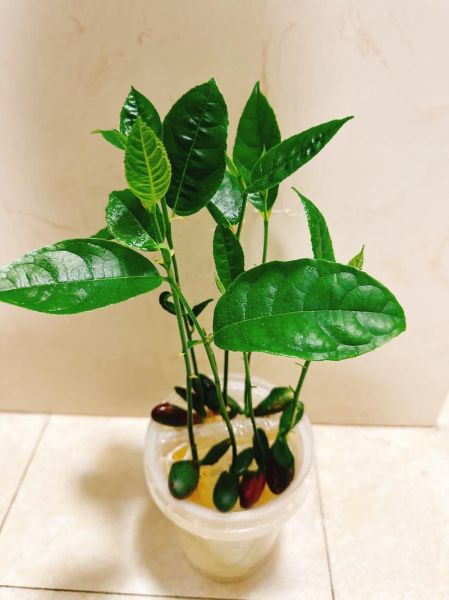 菠萝蜜种子盆栽三年后能结果吗_养护技巧全记录-第2张图片-山城妙识