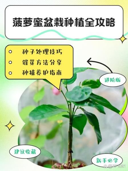 菠萝蜜种子盆栽三年后能结果吗_养护技巧全记录-第1张图片-山城妙识
