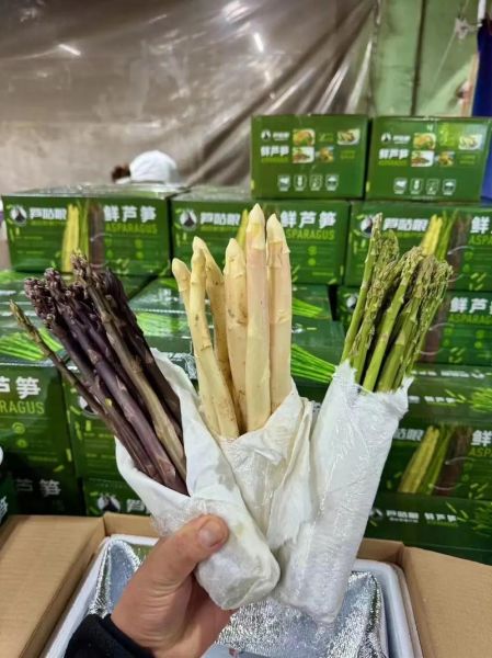 卢笋图片_如何辨别新鲜卢笋-第2张图片-山城妙识
