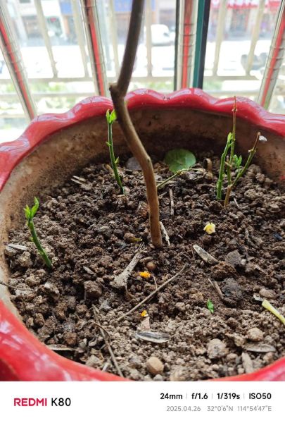 菠萝蜜种子盆栽三年后能结果吗_养护技巧全记录-第3张图片-山城妙识