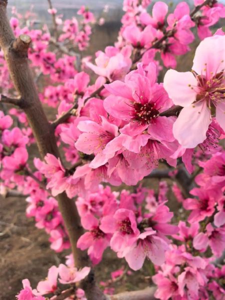 桃花花期多久_桃花什么时候开-第2张图片-山城妙识