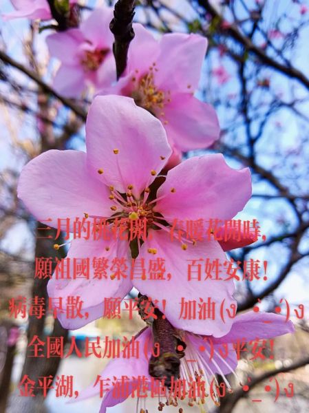 桃花花期多久_桃花什么时候开-第3张图片-山城妙识