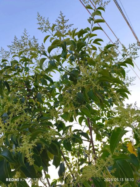 女贞子树怎么种_女贞子树几年结果-第1张图片-山城妙识