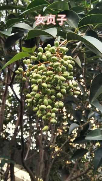 女贞子树怎么种_女贞子树几年结果-第2张图片-山城妙识