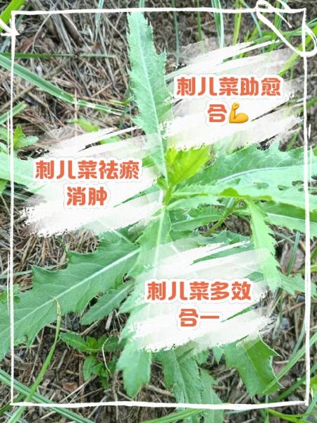 刺儿菜怎么吃_刺儿菜的做法大全-第1张图片-山城妙识