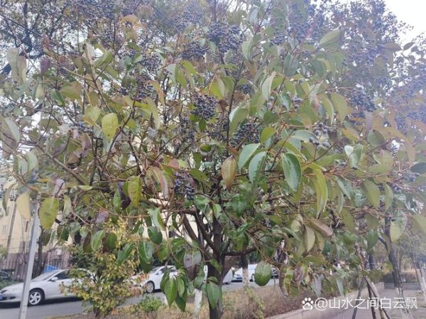 女贞子树怎么种_女贞子树几年结果-第3张图片-山城妙识