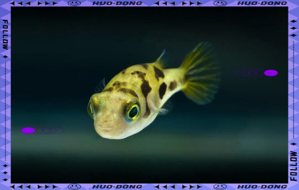 巧克力娃娃怎么养_巧克力娃娃饲养方法-第1张图片-山城妙识