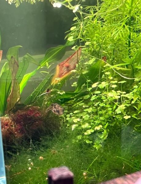 巧克力娃娃怎么养_巧克力娃娃饲养方法-第2张图片-山城妙识