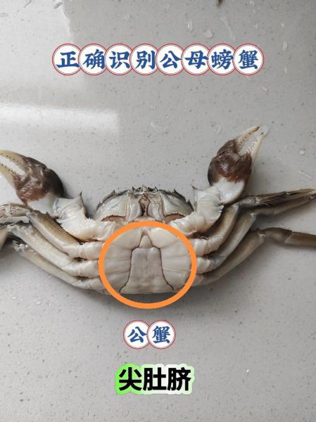 大闸蟹吃公的还是母的好_公蟹母蟹区别-第3张图片-山城妙识