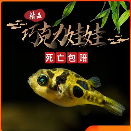 巧克力娃娃怎么养_巧克力娃娃饲养方法-第3张图片-山城妙识