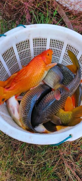 黄鲶鱼怎么做好吃_黄鲶鱼的家常做法-第1张图片-山城妙识 黄鲶鱼怎么做好吃_黄鲶鱼的家常做法-第1张图片-山城妙识