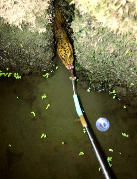 夜间钓黄鳝技巧_黄鳝晚上几点开口-第1张图片-山城妙识