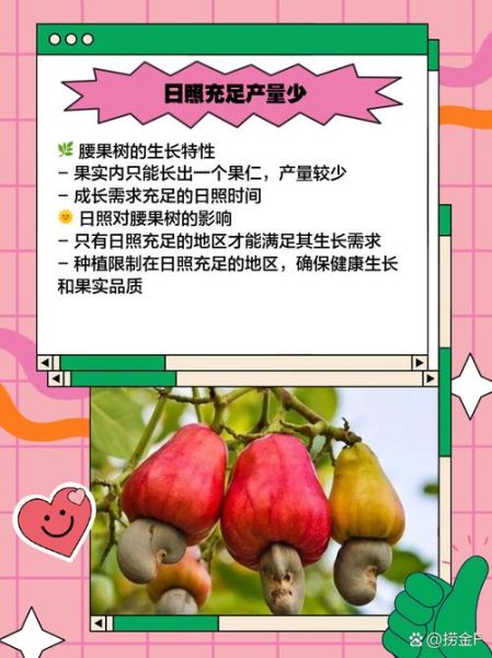 腰果树适合什么地方种植_腰果树种植条件-第3张图片-山城妙识