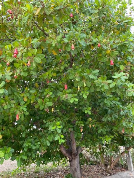 腰果树适合什么地方种植_腰果树种植条件-第2张图片-山城妙识
