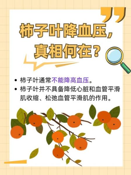 柿子叶能降血糖吗_柿子叶降血糖怎么吃-第1张图片-山城妙识 柿子叶能降血糖吗_柿子叶降血糖怎么吃-第1张图片-山城妙识