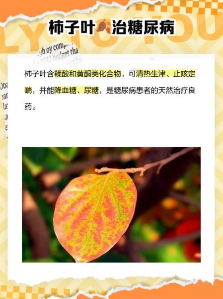 柿子叶能降血糖吗_柿子叶降血糖怎么吃-第2张图片-山城妙识 柿子叶能降血糖吗_柿子叶降血糖怎么吃-第2张图片-山城妙识