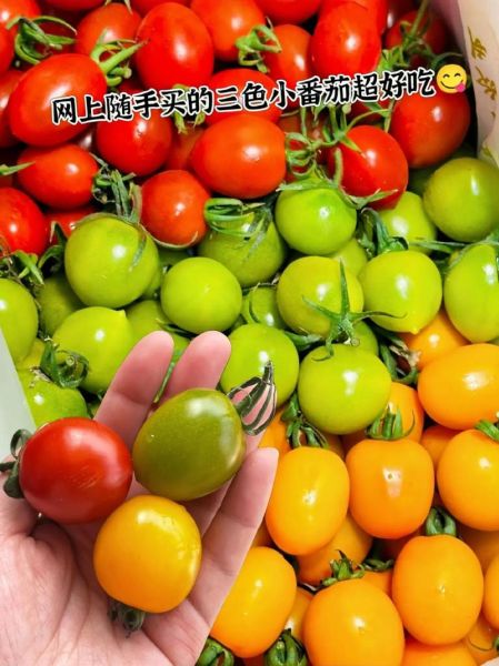 小番茄怎么保存_小番茄可以放多久-第3张图片-山城妙识 小番茄怎么保存_小番茄可以放多久-第3张图片-山城妙识