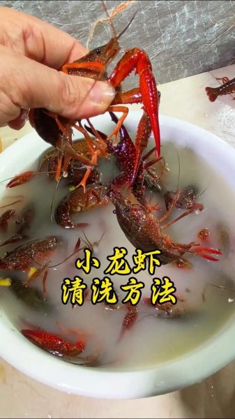 大龙虾怎么洗_大龙虾清洗最简单的方法-第3张图片-山城妙识