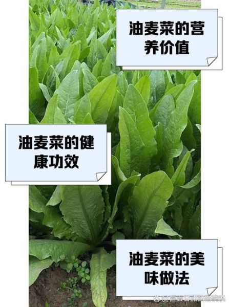 油麦菜怎么种_油麦菜种植时间和方法-第2张图片-山城妙识