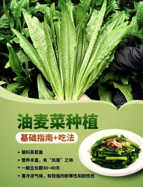 油麦菜怎么种_油麦菜种植时间和方法-第1张图片-山城妙识