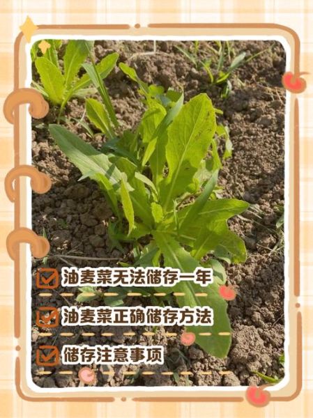 油麦菜怎么种_油麦菜种植时间和方法-第3张图片-山城妙识