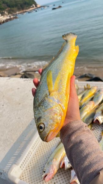 野生黄花鱼一斤多少钱_野生黄花鱼价格影响因素-第1张图片-山城妙识