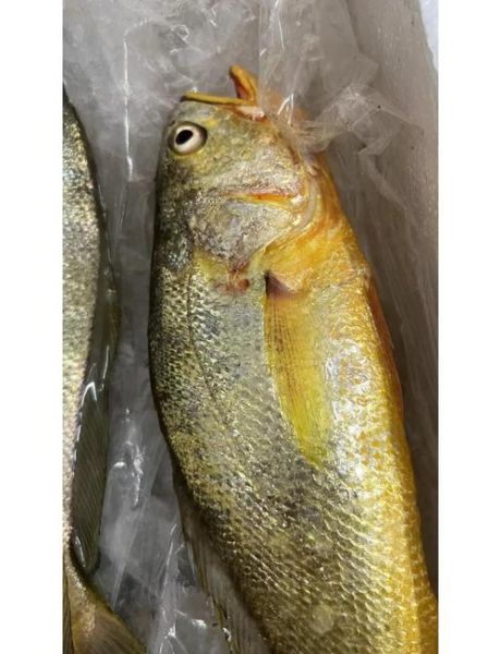 野生黄花鱼一斤多少钱_野生黄花鱼价格影响因素-第2张图片-山城妙识