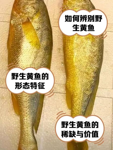 野生黄花鱼一斤多少钱_野生黄花鱼价格影响因素-第3张图片-山城妙识