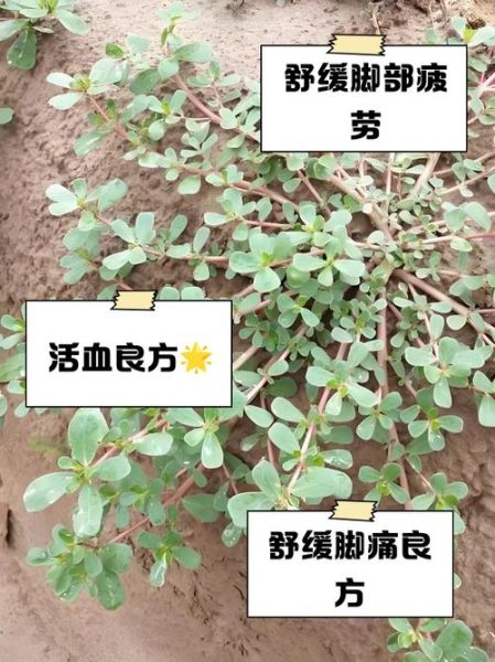 马齿苋菜的功效与作用禁忌_哪些人不能吃-第3张图片-山城妙识 马齿苋菜的功效与作用禁忌_哪些人不能吃-第3张图片-山城妙识