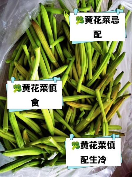 鲜黄花菜怎么处理才能吃_鲜黄花菜去毒方法-第2张图片-山城妙识