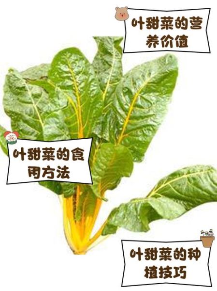 甜菜叶怎么做好吃_甜菜叶可以炒什么-第1张图片-山城妙识