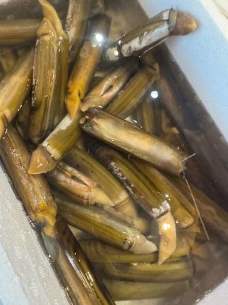 蛏子王怎么挑选_蛏子王多少钱一斤-第2张图片-山城妙识