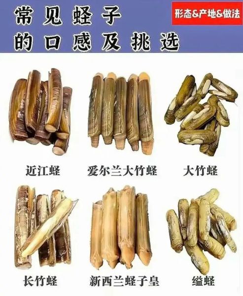 蛏子王怎么挑选_蛏子王多少钱一斤-第1张图片-山城妙识