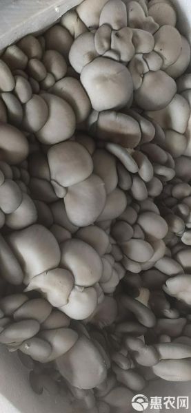 平菇多少钱一斤_平菇价格为什么波动这么大-第2张图片-山城妙识 平菇多少钱一斤_平菇价格为什么波动这么大-第2张图片-山城妙识