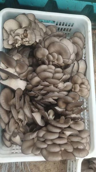 平菇多少钱一斤_平菇价格为什么波动这么大-第1张图片-山城妙识 平菇多少钱一斤_平菇价格为什么波动这么大-第1张图片-山城妙识