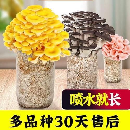 平菇多少钱一斤_平菇价格为什么波动这么大-第3张图片-山城妙识 平菇多少钱一斤_平菇价格为什么波动这么大-第3张图片-山城妙识