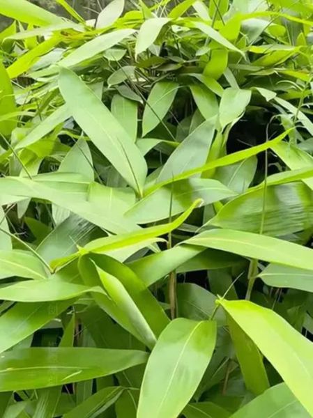 粽子叶包前怎样处理_新鲜粽叶要不要煮-第2张图片-山城妙识