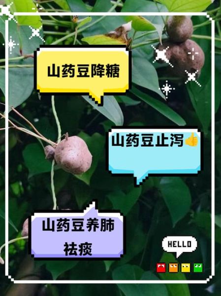 山药豆不能和什么一起吃_哪些人不能吃山药豆-第2张图片-山城妙识