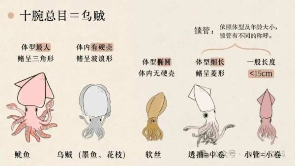 乌贼王怎么进化_乌贼王进化条件-第2张图片-山城妙识