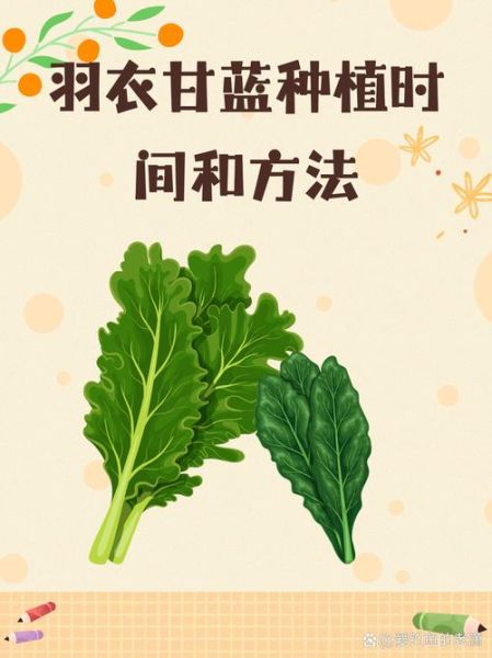 甘蓝菜什么时候种_甘蓝菜怎么种-第1张图片-山城妙识