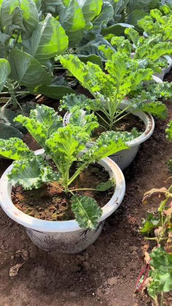 甘蓝菜什么时候种_甘蓝菜怎么种-第2张图片-山城妙识