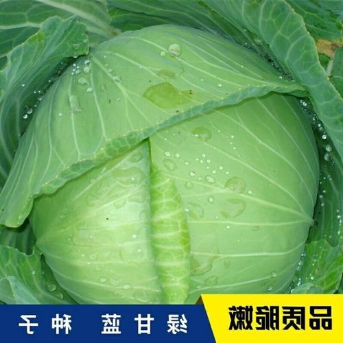 甘蓝菜什么时候种_甘蓝菜怎么种-第3张图片-山城妙识