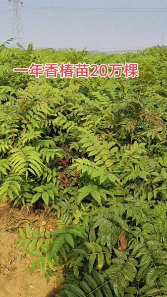 香椿苗怎么种_香椿苗价格多少钱一棵-第1张图片-山城妙识 香椿苗怎么种_香椿苗价格多少钱一棵-第1张图片-山城妙识