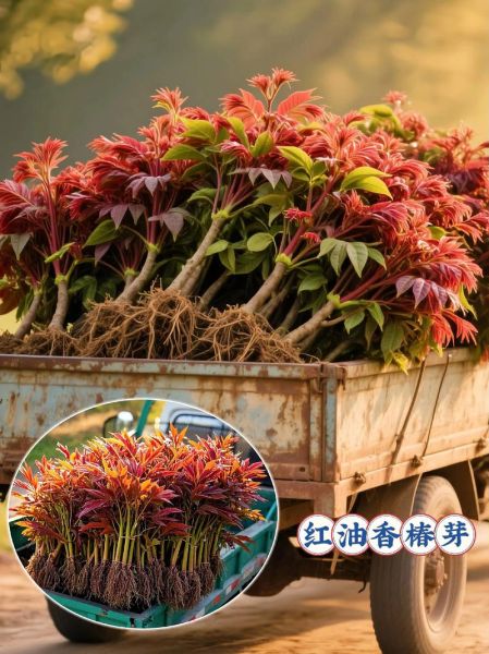 香椿苗怎么种_香椿苗价格多少钱一棵-第3张图片-山城妙识 香椿苗怎么种_香椿苗价格多少钱一棵-第3张图片-山城妙识