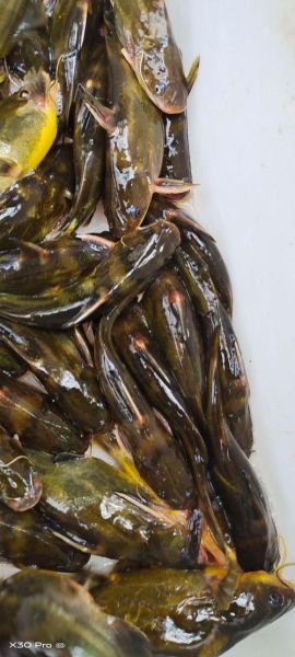 钢针鱼怎么处理_钢针鱼刺多吗-第2张图片-山城妙识 钢针鱼怎么处理_钢针鱼刺多吗-第2张图片-山城妙识