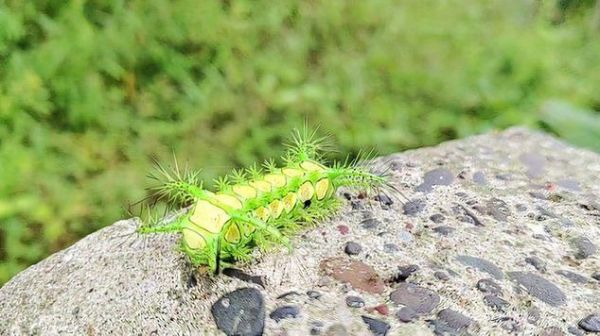 八角丁虫扎人后怎么办_八角丁虫毒刺怎么拔出-第2张图片-山城妙识 八角丁虫扎人后怎么办_八角丁虫毒刺怎么拔出-第2张图片-山城妙识