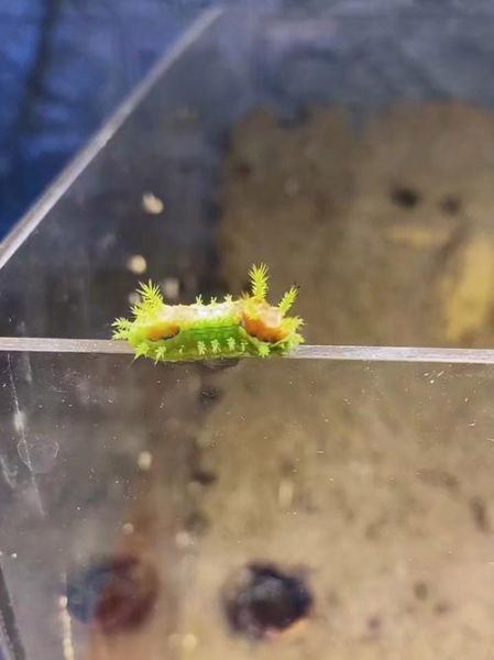 八角丁虫扎人后怎么办_八角丁虫毒刺怎么拔出-第3张图片-山城妙识 八角丁虫扎人后怎么办_八角丁虫毒刺怎么拔出-第3张图片-山城妙识