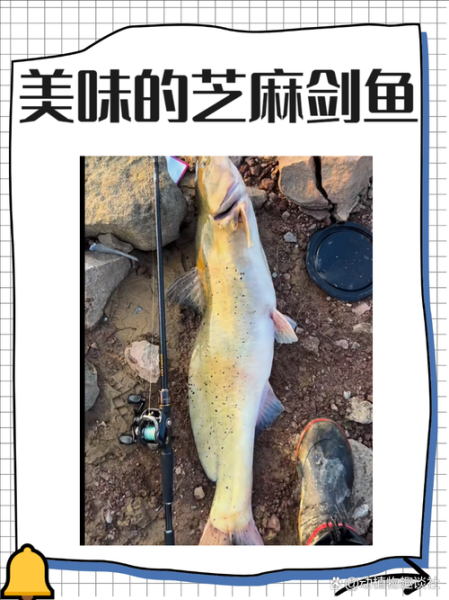 芝麻剑鱼多少钱一斤_芝麻剑鱼价格行情-第1张图片-山城妙识