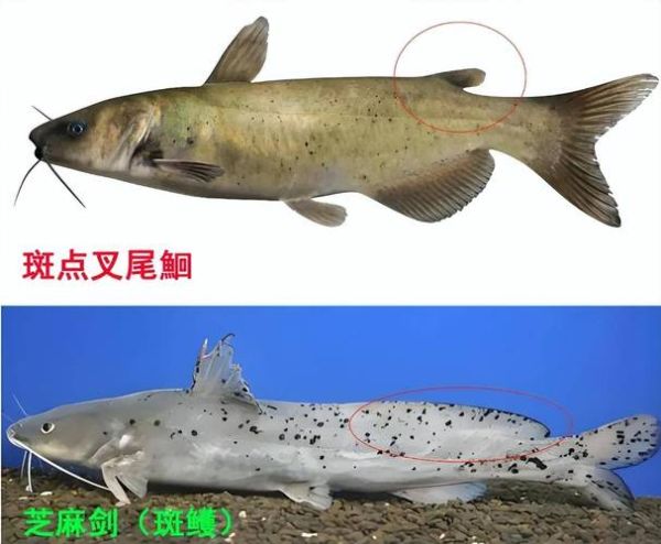 芝麻剑鱼多少钱一斤_芝麻剑鱼价格行情-第2张图片-山城妙识