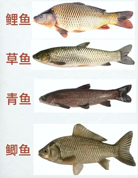 芝麻剑鱼多少钱一斤_芝麻剑鱼价格行情-第3张图片-山城妙识